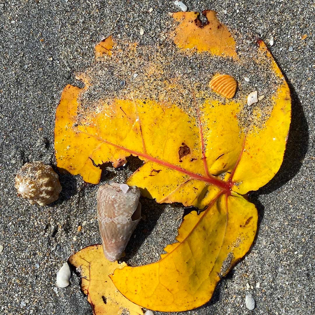 Contact | Questions, Comments, Suggestions | Sugarpak